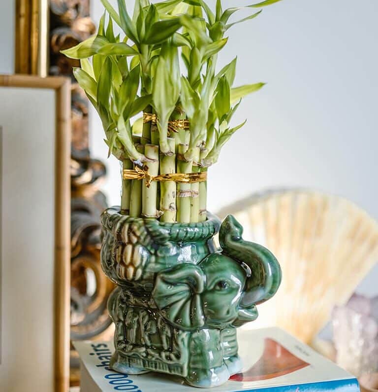 Plantas Feng Shui: conheça as melhores para ter em sua casa
